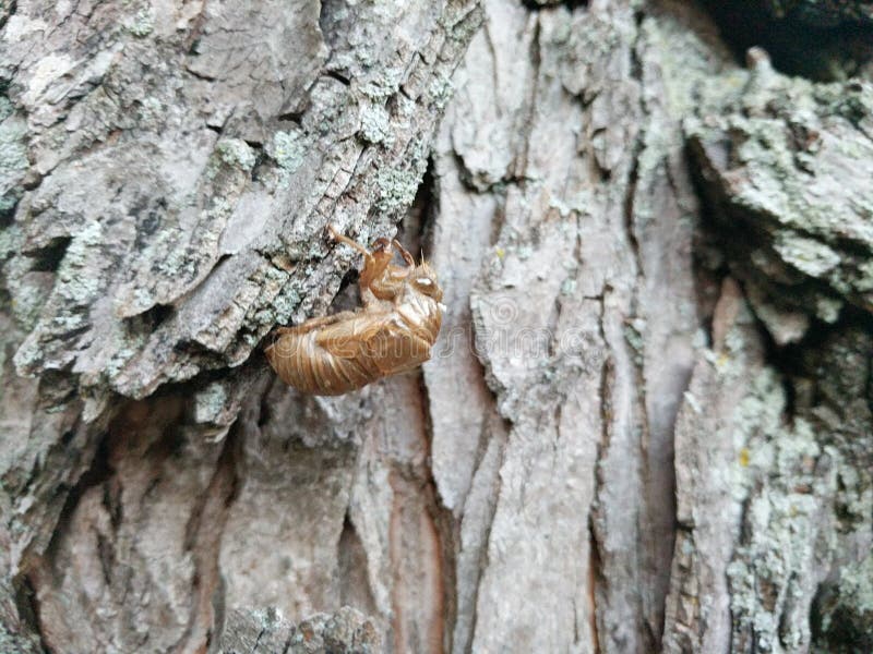 Cicada Locust Molting Closeup Stock Photo - Image of molting, cicada ...