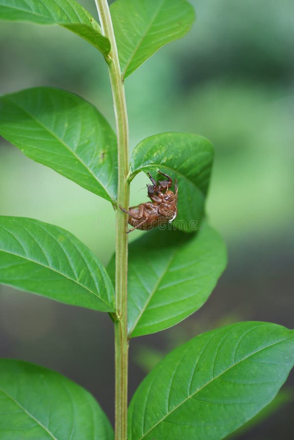 Cicada shell. stock image. Image of adult, larger, green - 226019495