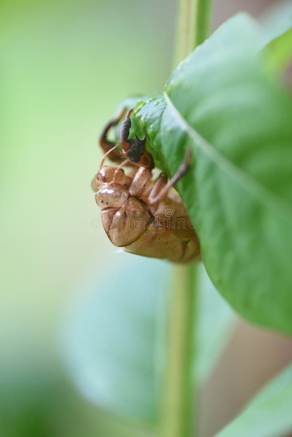 Cicada shell. stock image. Image of detail, brown, remain - 226019503
