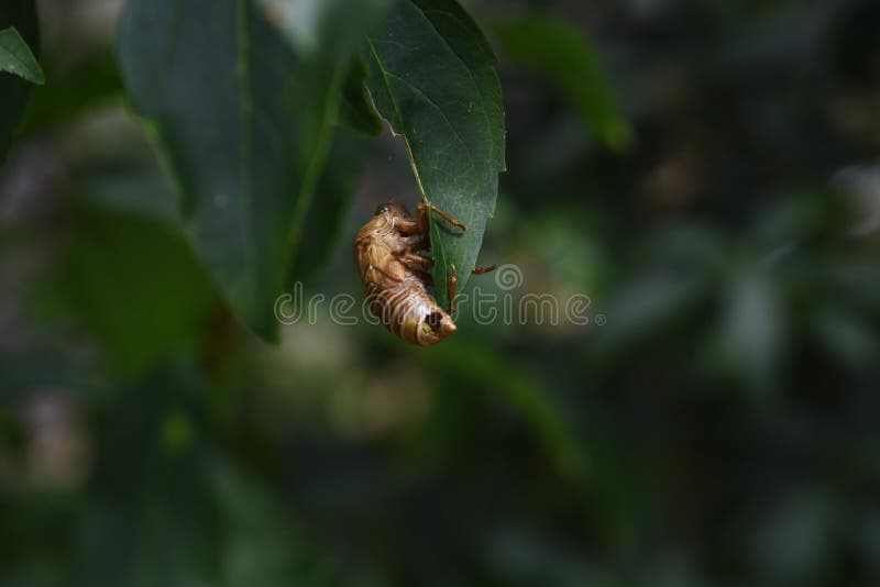 A cicada shell stock photo. Image of background, eyes - 158507458