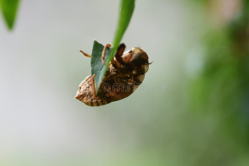 A cicada shell stock image. Image of cicada, change - 158507461