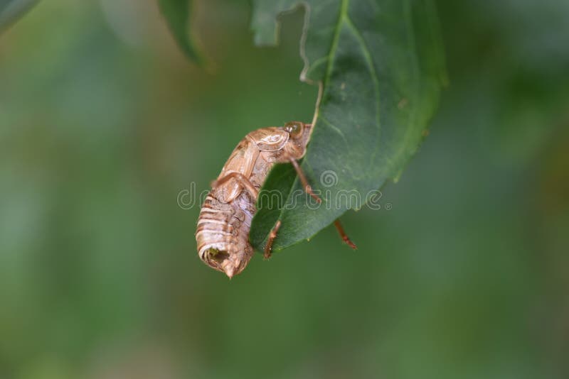 A cicada shell stock photo. Image of head, copy, nature - 158507464