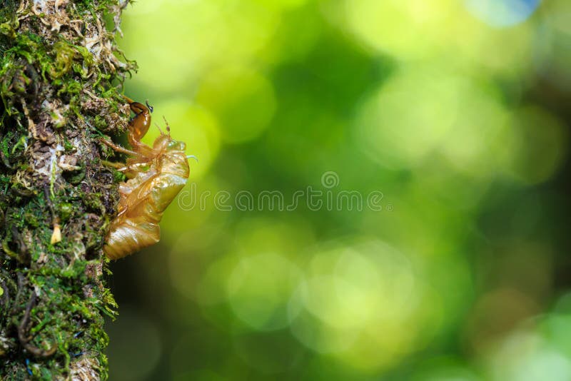 Cicada shell stock photo. Image of natural, branch, bark - 40519506