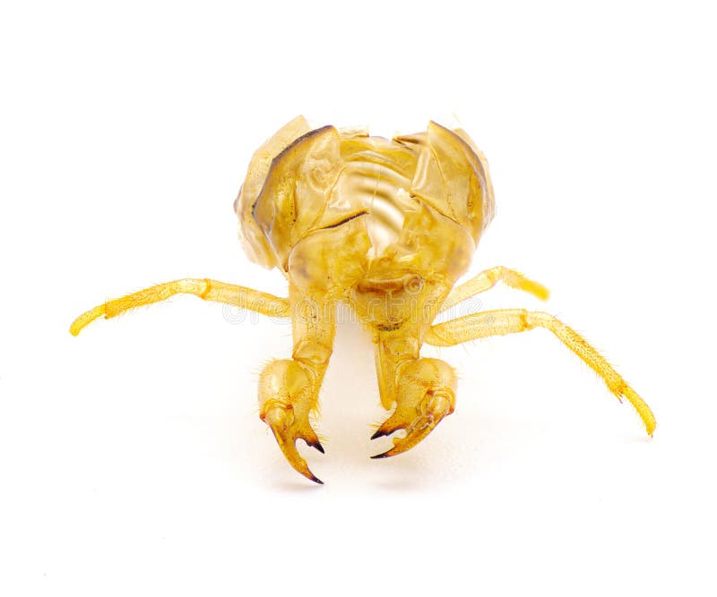 Cicada Shell, Ecdysis, Moult, Molt, Exoskeleton, Shed, Exuviate, Slough ...
