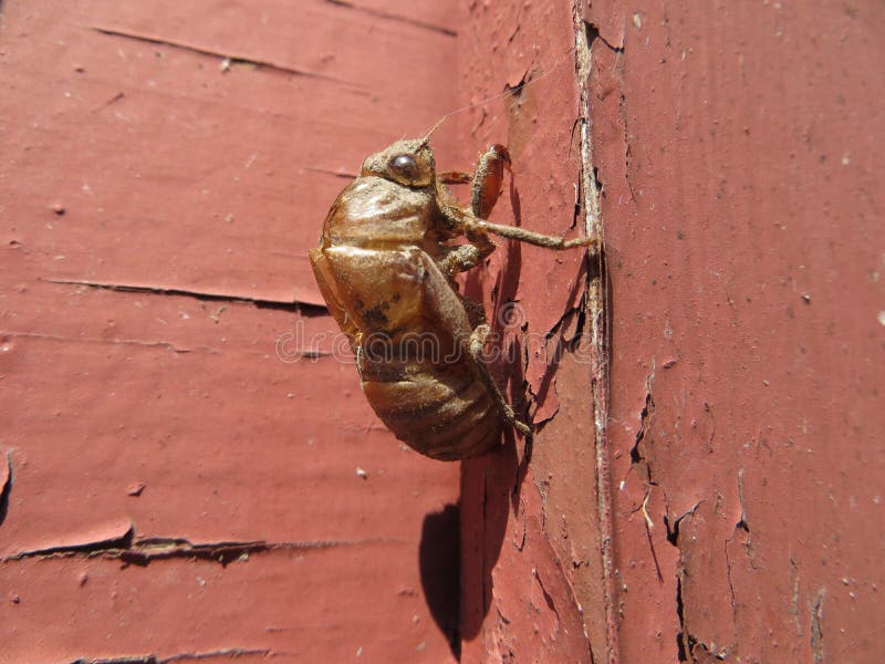 Cicada Shell stock photo. Image of cicada, shell, nature - 100737524