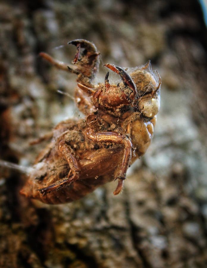 Cicada Shell Insect in Nature of Indonesia Stock Photo - Image of ...