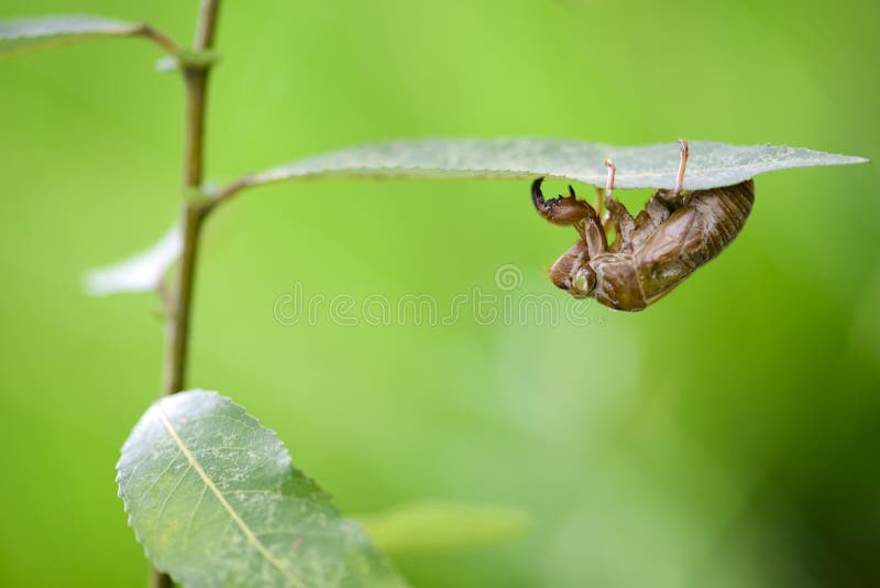 Cicada shell on a leaf stock image. Image of environment - 77284523