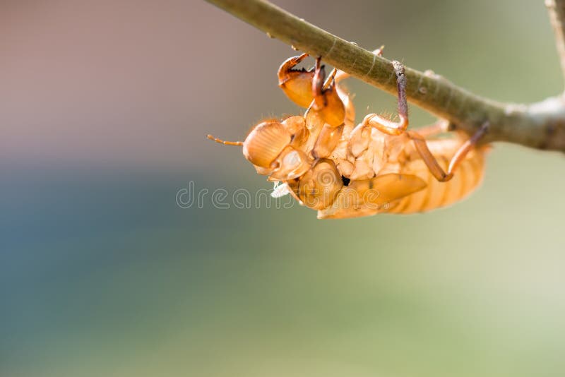 Cicada shell stock image. Image of slough, larva, tree - 95941147