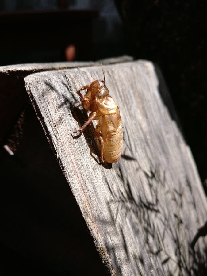 Cicada shell stock image. Image of nature, outdoor, cicadas - 100636719