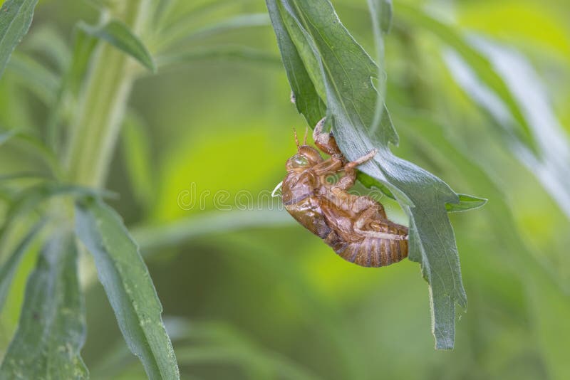 Cicada Shell Remaining on the Leaves Stock Image - Image of insect ...