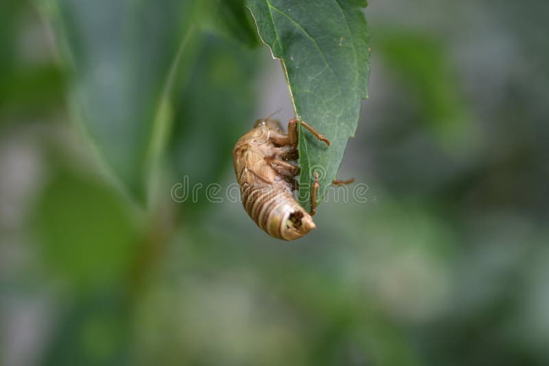 A cicada shell stock photo. Image of green, cicadidae - 158507488