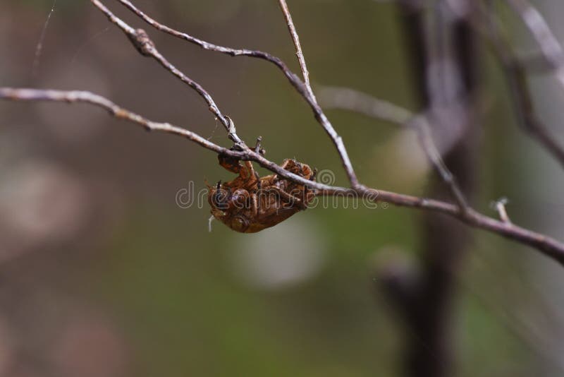 A cicada shell stock image. Image of closeup, japan - 158507503