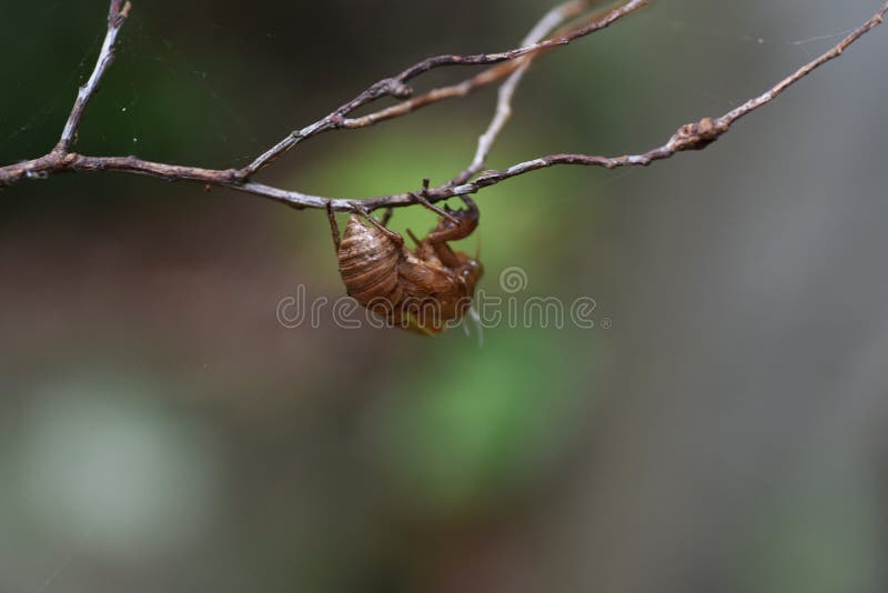 A cicada shell stock image. Image of brown, cicadidae - 158507507
