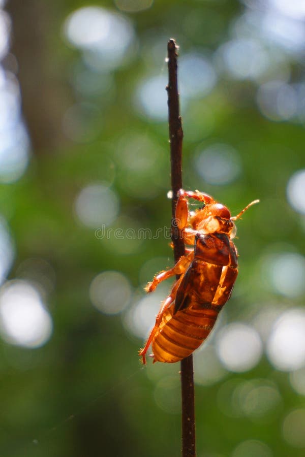Cicada shell stock photo. Image of insect, nature, shell - 45381354