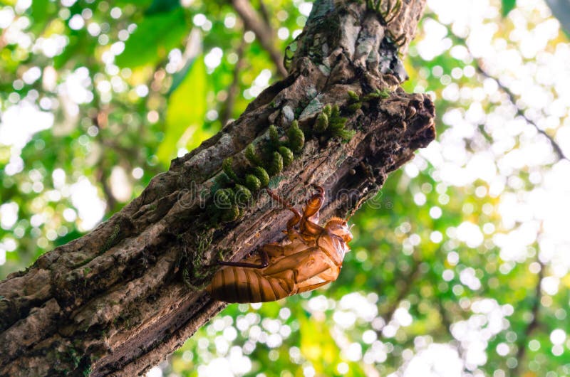 Cicada stock photo. Image of wildlife, eyes, transparent - 55342152