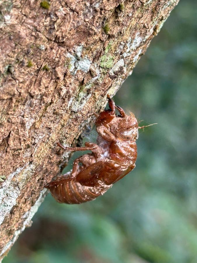 Cicada shell on tree bark stock image. Image of patterns - 360210741