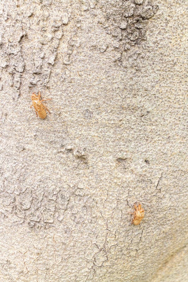 Cicada Shell on Tree Bark, Closeup of Cicada Shell Stock Photo - Image ...