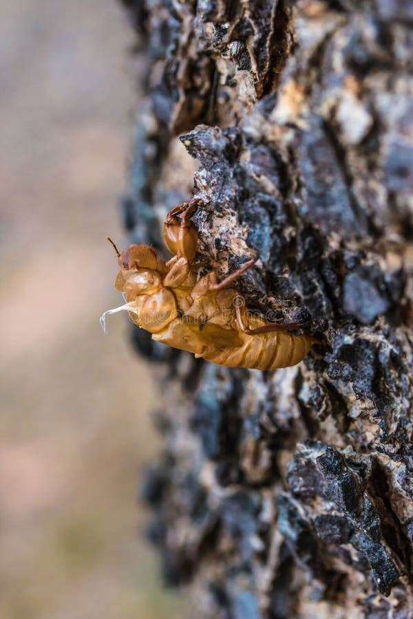 Cicada Shell on the Tree Bark in the Forest Stock Photo - Image of tree ...