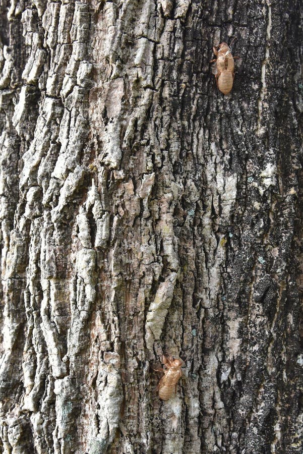 Cicada Shell on the Tree Bark Stock Photo - Image of grass, close: 92471076