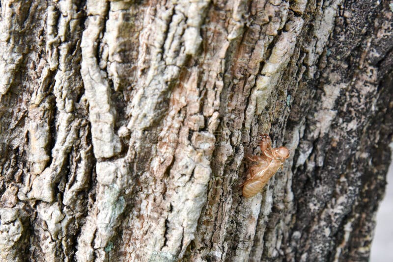 Cicada Shell on the Tree Bark Stock Photo - Image of grass, close: 92471076