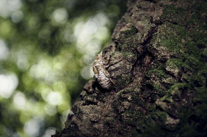 Cicada shell on the tree. stock image. Image of park - 149467473