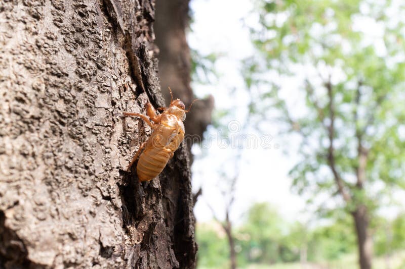 Cicada Shell on the Tree, Closeup of Photo Stock Image - Image of ...