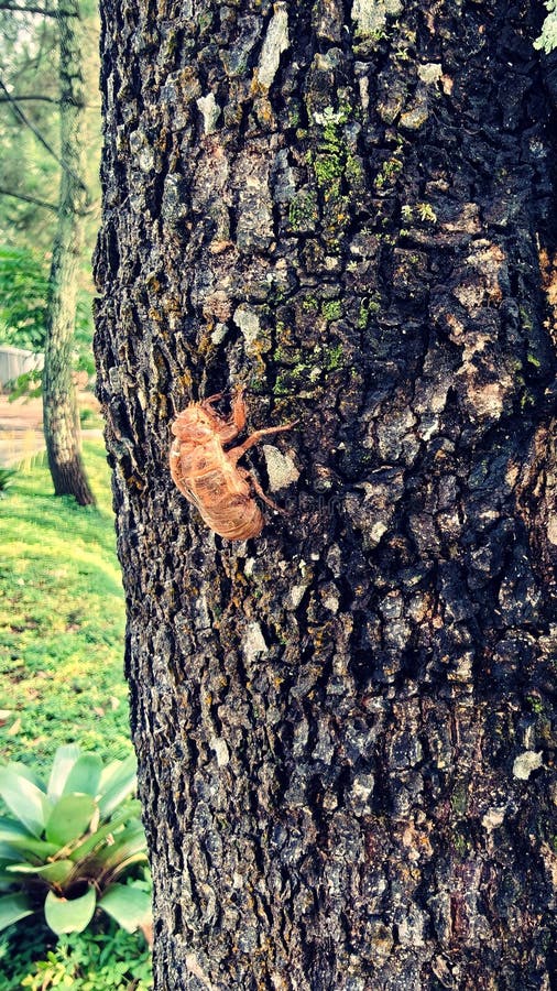 Cicada shell on a tree stock photo. Image of trunk, light - 376908106