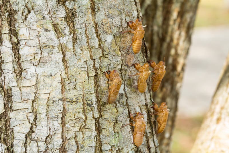 Cicada Shell stock image. Image of cast, tree, brown - 30457747