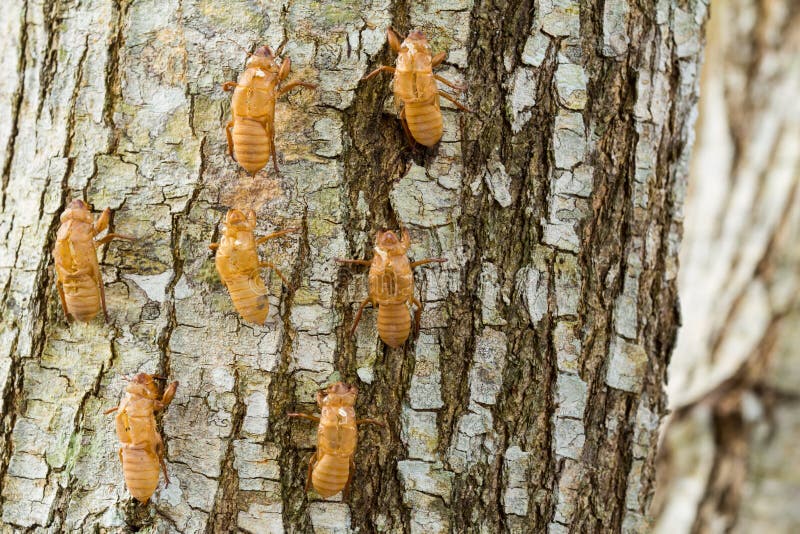 332 Cicada Shell Moult Tree Stock Photos - Free & Royalty-Free Stock Photos from Dreamstime