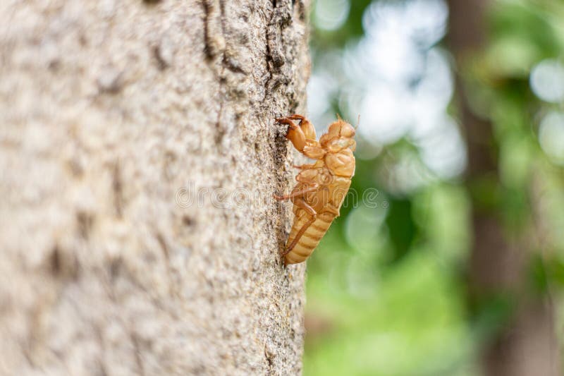 Cicada Shell on the Tree in the Forest, Thailand Stock Image - Image of detail, closeup: 279480001