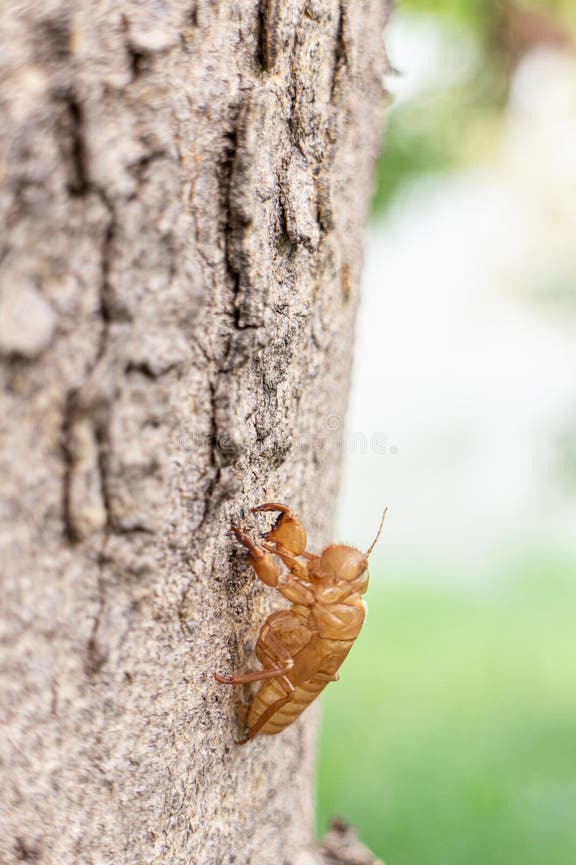 Cicada Shell on Tree in the Garden. (Cicada Molt Stock Image - Image of ...