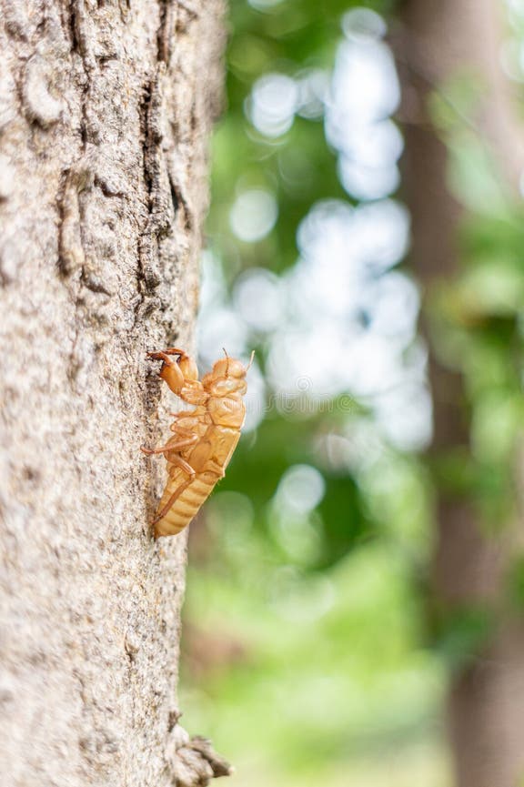 Cicada Shell on Tree in the Garden. (Cicada Molt Stock Image - Image of ...