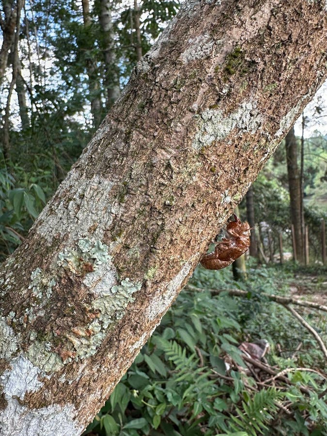 Cicada Shell on a Tree Trunk in the Forest Stock Image - Image of ...