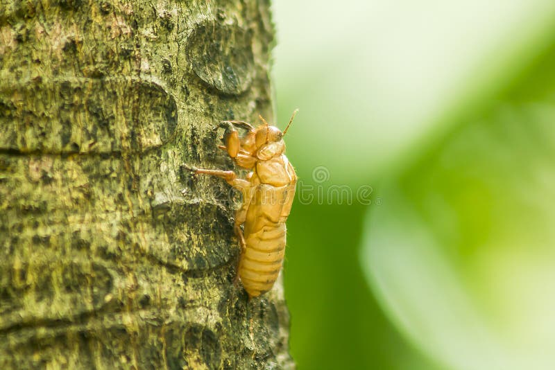 Cicada Shell on a Tree Trunk. Stock Image - Image of focus, animal ...