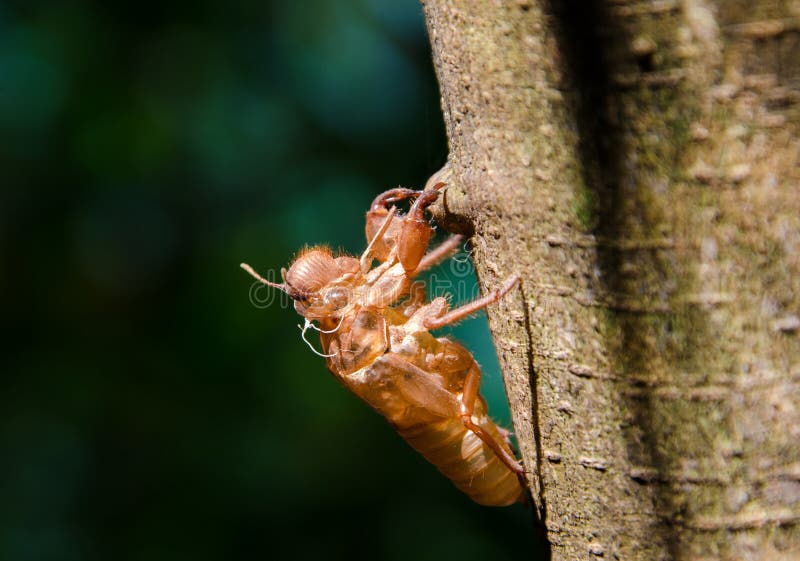 Cicada Shell Which Leave Tree Stock Photos - Free & Royalty-Free Stock ...