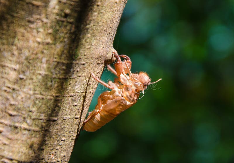 Cicada Shell Which Leave on the Tree Stock Image - Image of animal ...