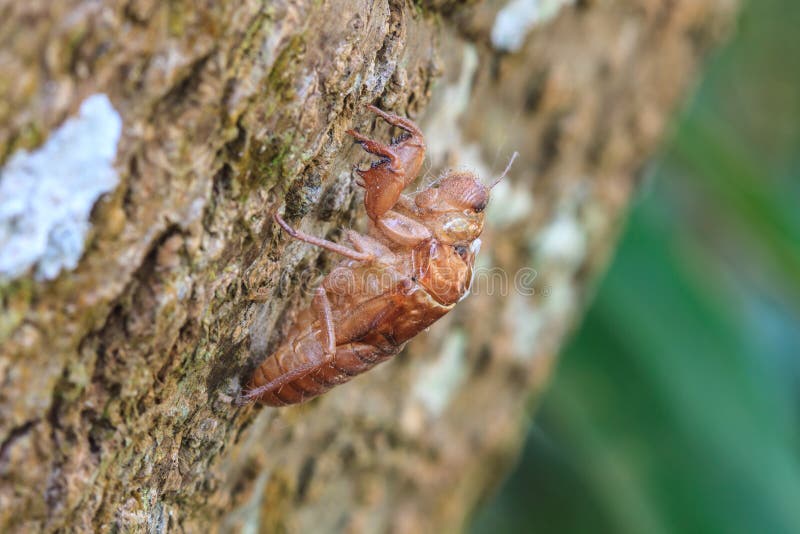 Cicada Shell Which Leave on the Tree Stock Image - Image of macro ...
