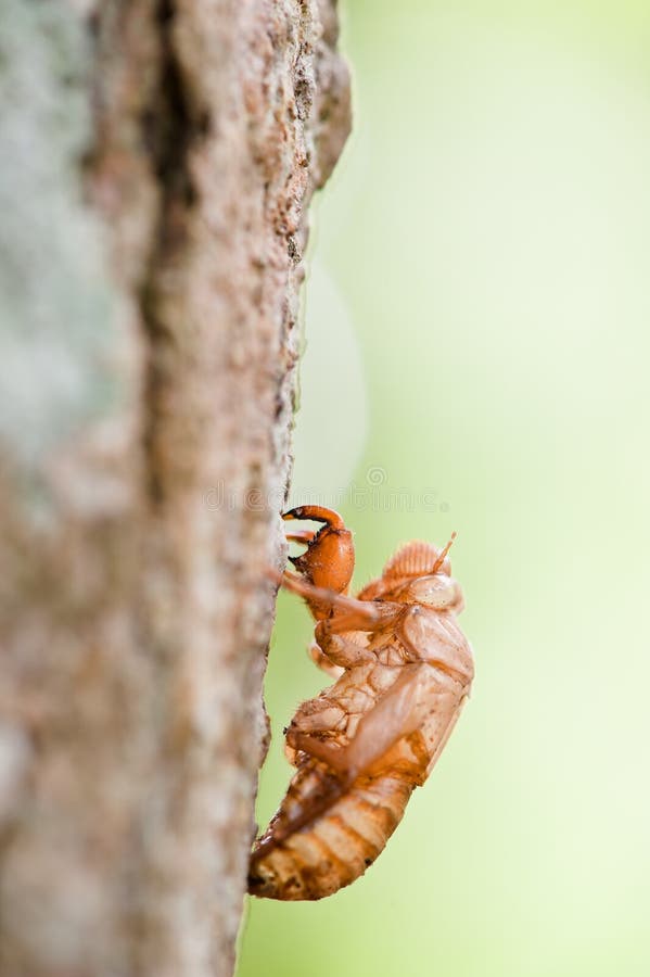Cicada shells stock image. Image of animal, biology, vertical - 22590881