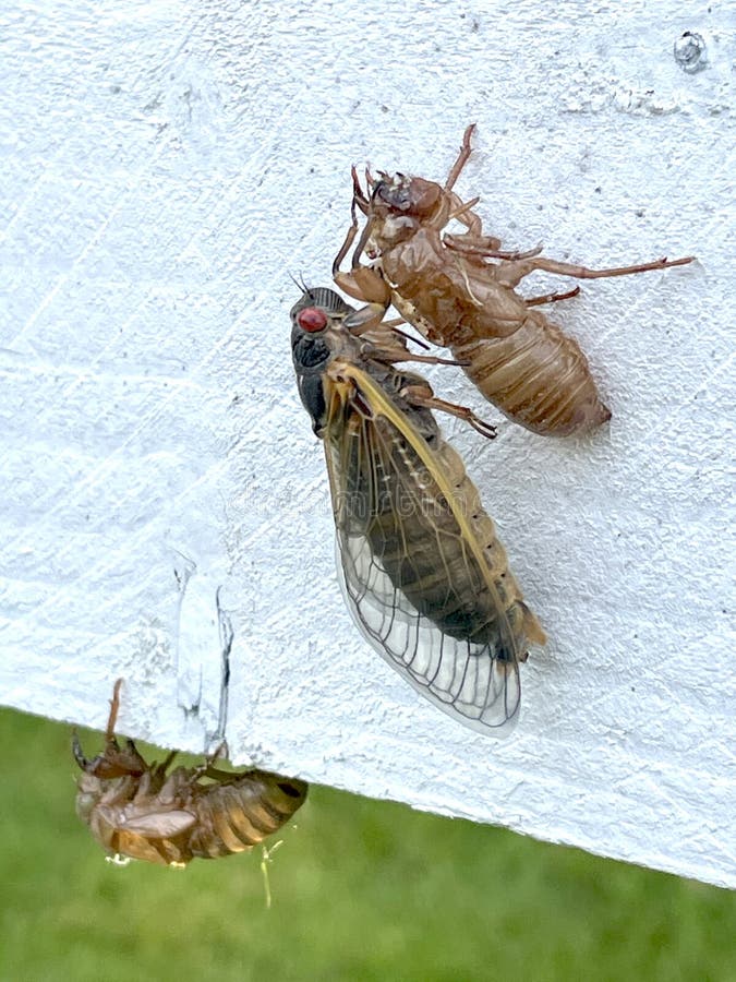 Cicada shells stock image. Image of male, summer, shell - 36376323