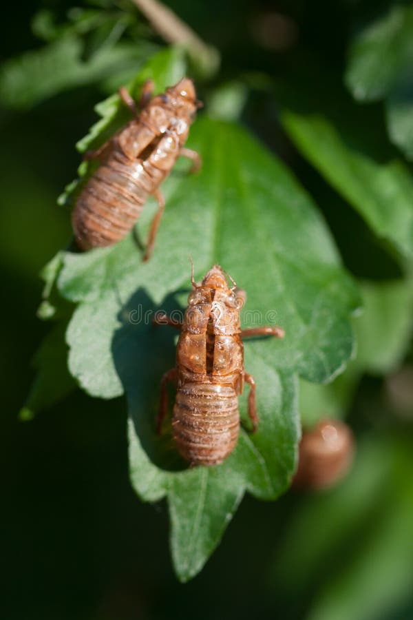 Cicada shells stock image. Image of cicada, green, leaf - 39117375