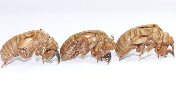 Cicada shells stock image. Image of male, summer, shell - 36376323