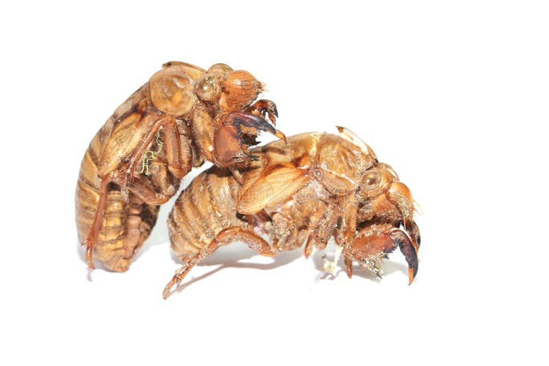 Cicada Shell Cosplay