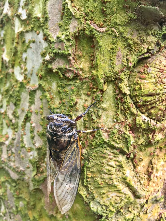 Cicada singing stock photo. Image of entomology, singing - 10363854