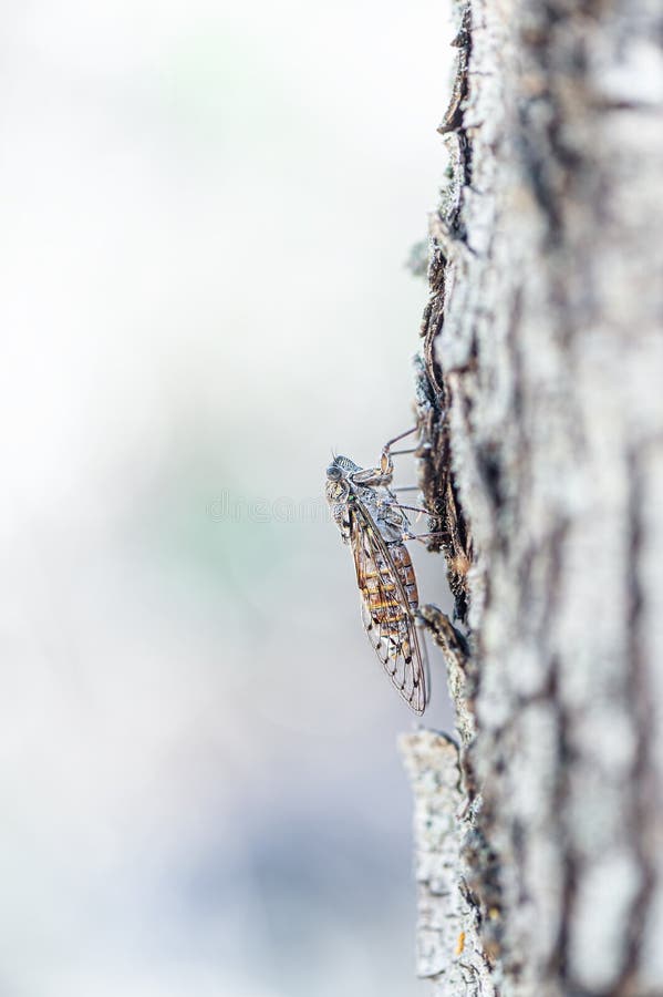 Cicada Sit on a Tree Bark. Cicada on Tree Close Up Stock Image - Image ...