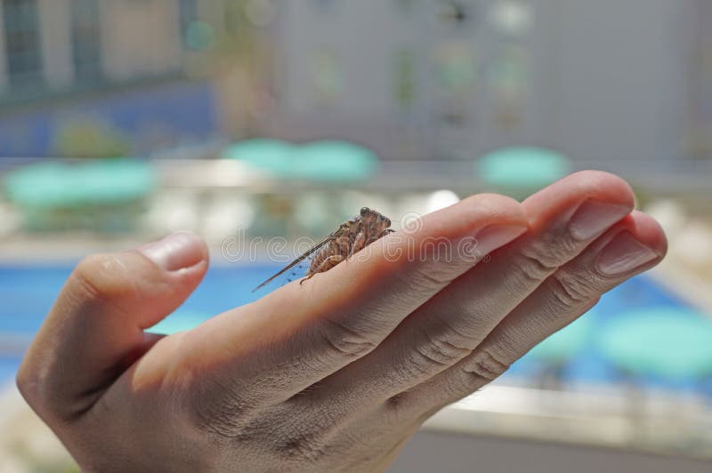 Cicada stock photo. Image of summer, hand, sitting, small - 74365482
