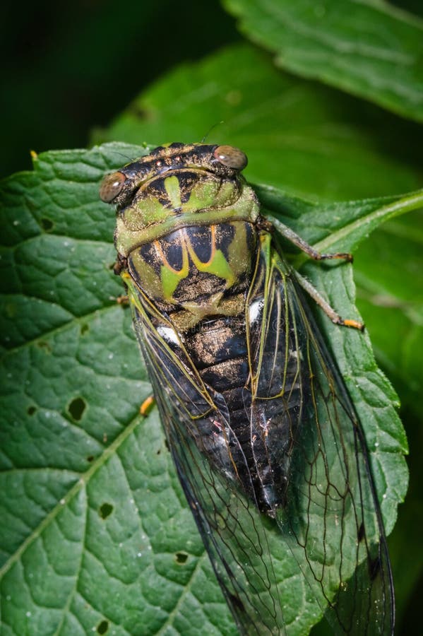Cicada Close-Up stock photo. Image of animal, close, legs - 28557894