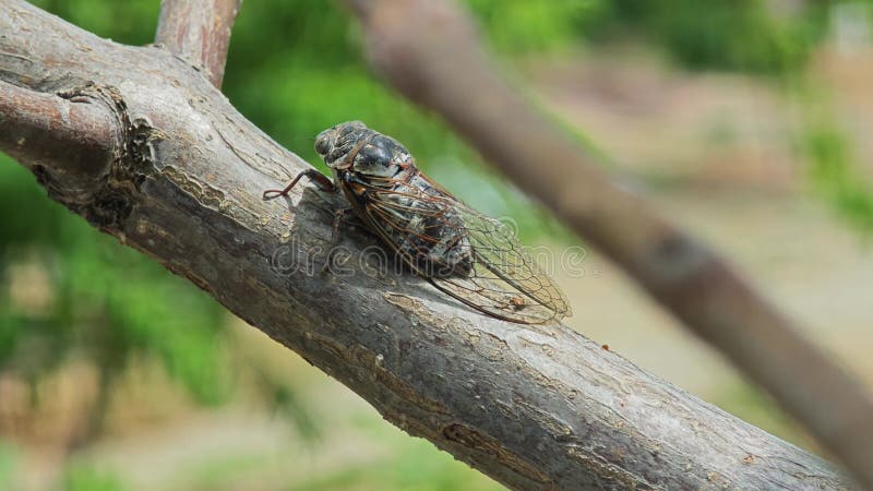 Cicada Sitting on a Tree Branch Stock Footage - Video of closeup ...