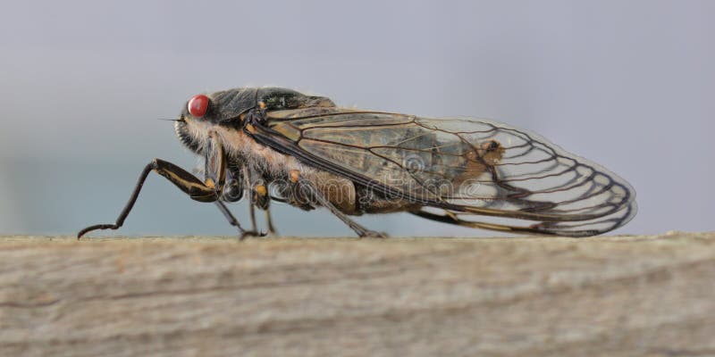 Cicada Sitting on a Wooden Beam Stock Photo - Image of insect, fauna ...