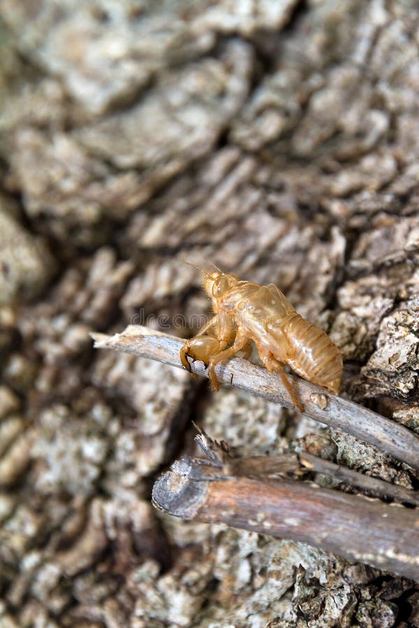 Cicada skin stock photo. Image of closeup, exoskeleton - 28466994