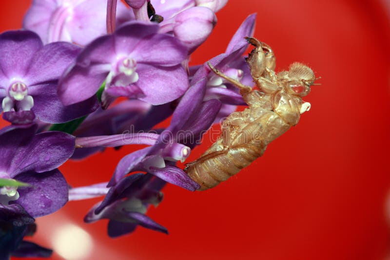 Cicada skin stock image. Image of animal, poultry, orchid - 43940325